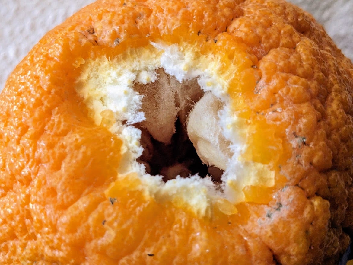 I tried a Sumo Citrus • Snarkle-Sauce on Wry